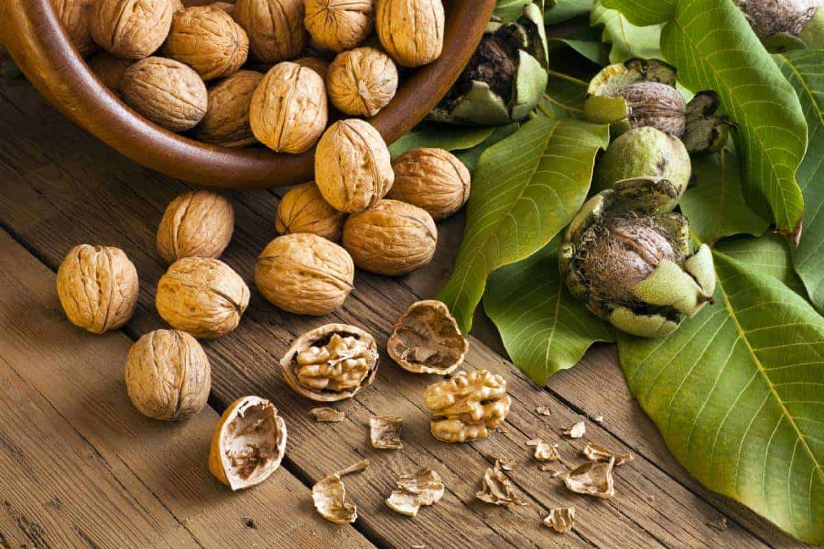 All the secrets of the Périgord walnut - Brive Tourisme